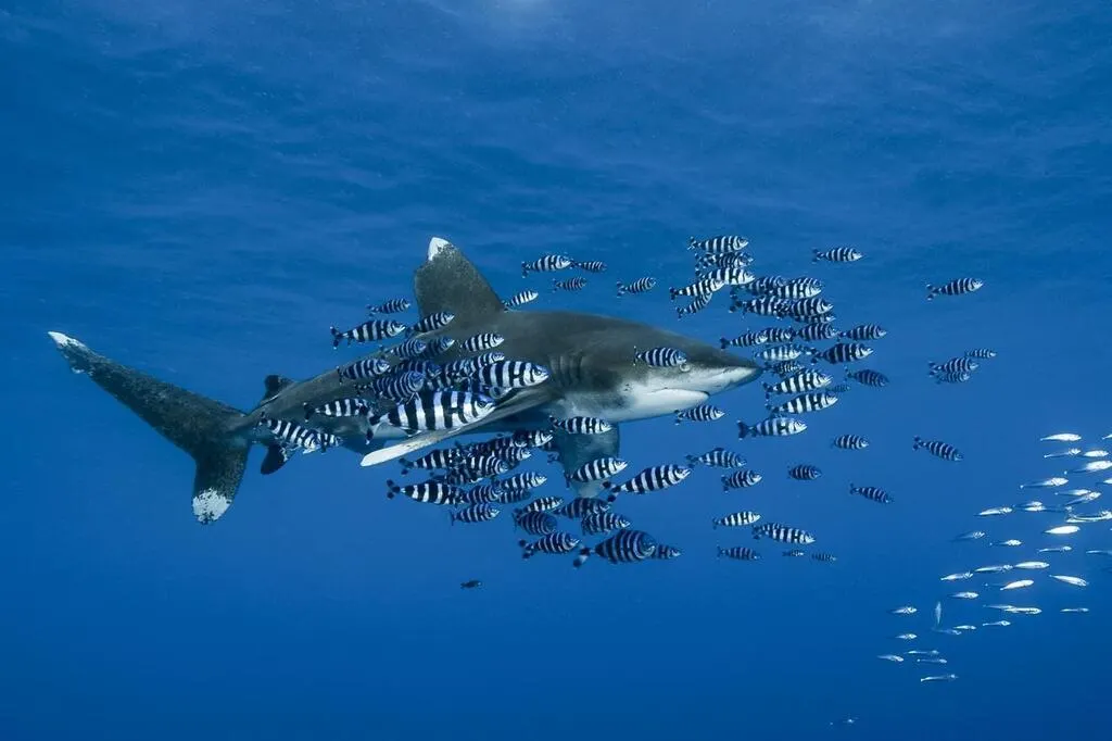 Seigneurs des océans : les impressionnantes photographies de requins d ...