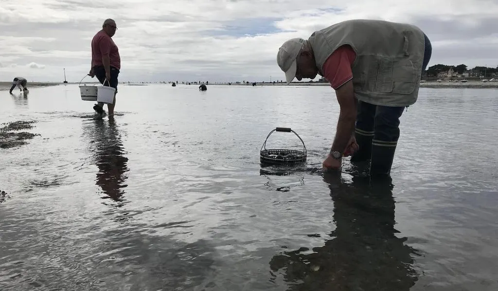La pêche à pied interdite à cause d’une algue toxique au nord de la ...