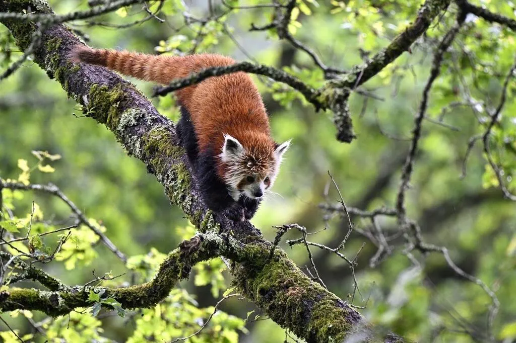 EN IMAGES. Deux femelles pandas roux rejoignent les Terres de Nataé à ...