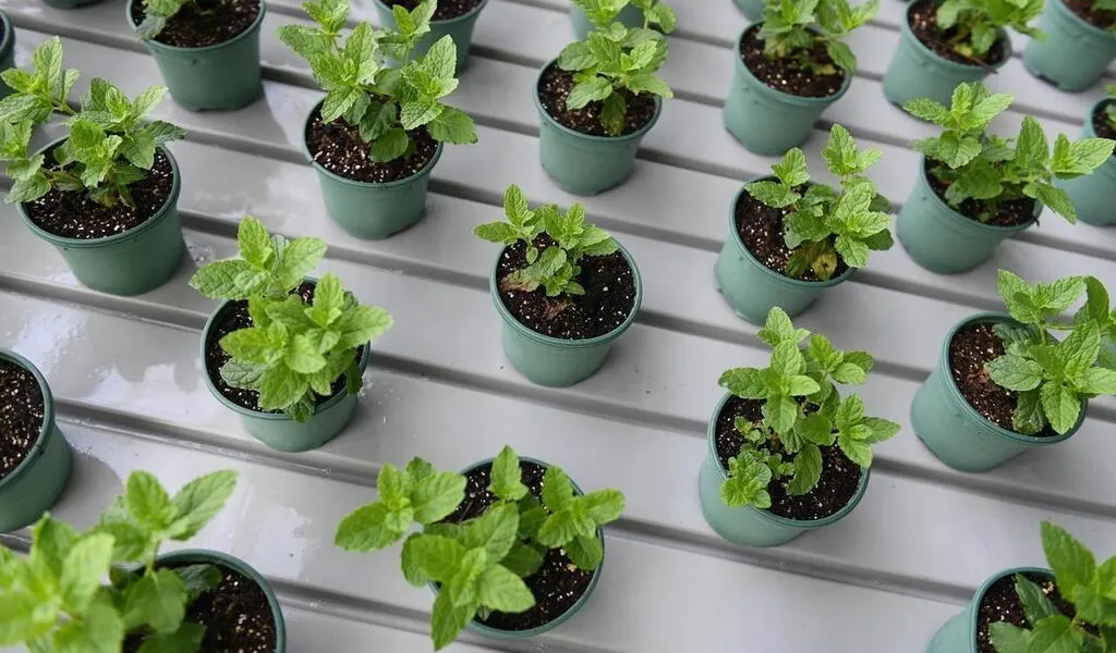 Angers. Bioplants, Hortensias France, Smail Transports, Physidia, Stif ...