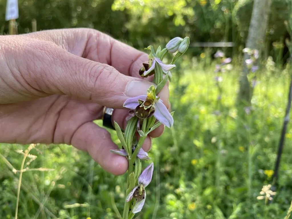 Alençon. Une espèce protégée d’orchidée dans le parc Simone-Veil ...