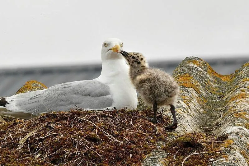 Douarnenez. Ne déplacez pas les petits goélands tombés du nid ...