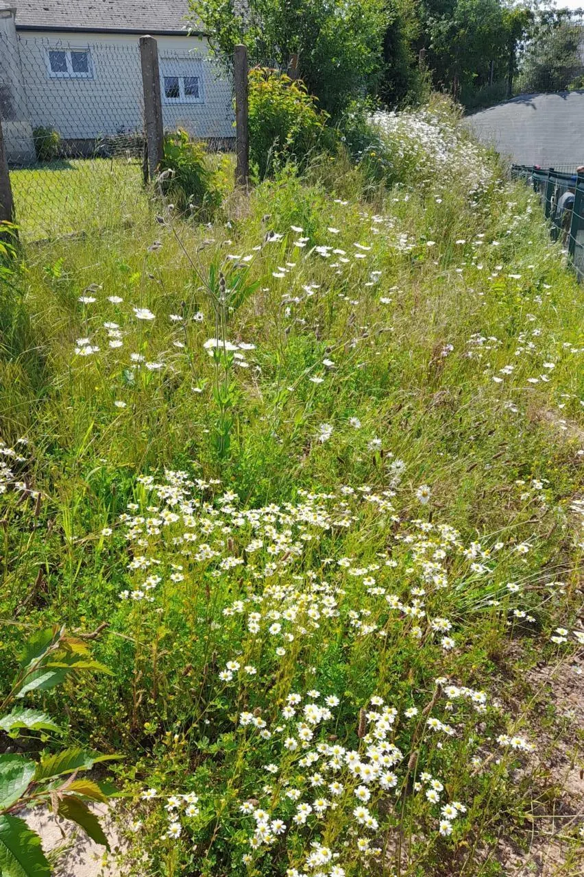 Saint-Thurial. École : projet de végétalisation du talus réussi - Redon ...
