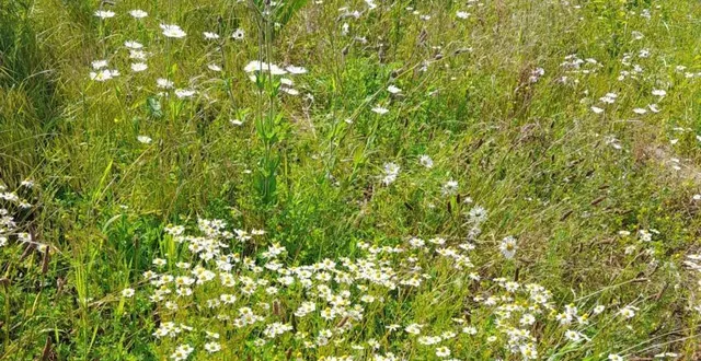 Saint-Thurial. École : projet de végétalisation du talus réussi - Redon ...