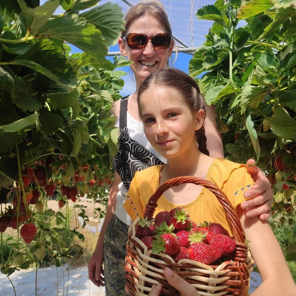 À Merlevenez, on peut cueillir ses fraises soi-même dans cette ...