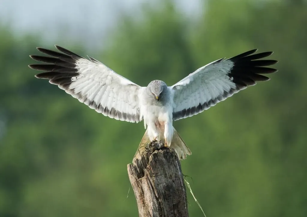 Busards, oiseaux rares : en Mayenne, des passionnés se dévouent pour ...