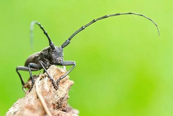 REPORTAGE. Sur les traces du grand capricorne, insecte protégé, à La ...