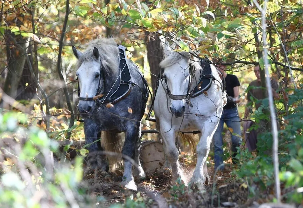 Le Mans. Dans les pas des percherons à l’Arche de la Nature - Le Mans.maville.com