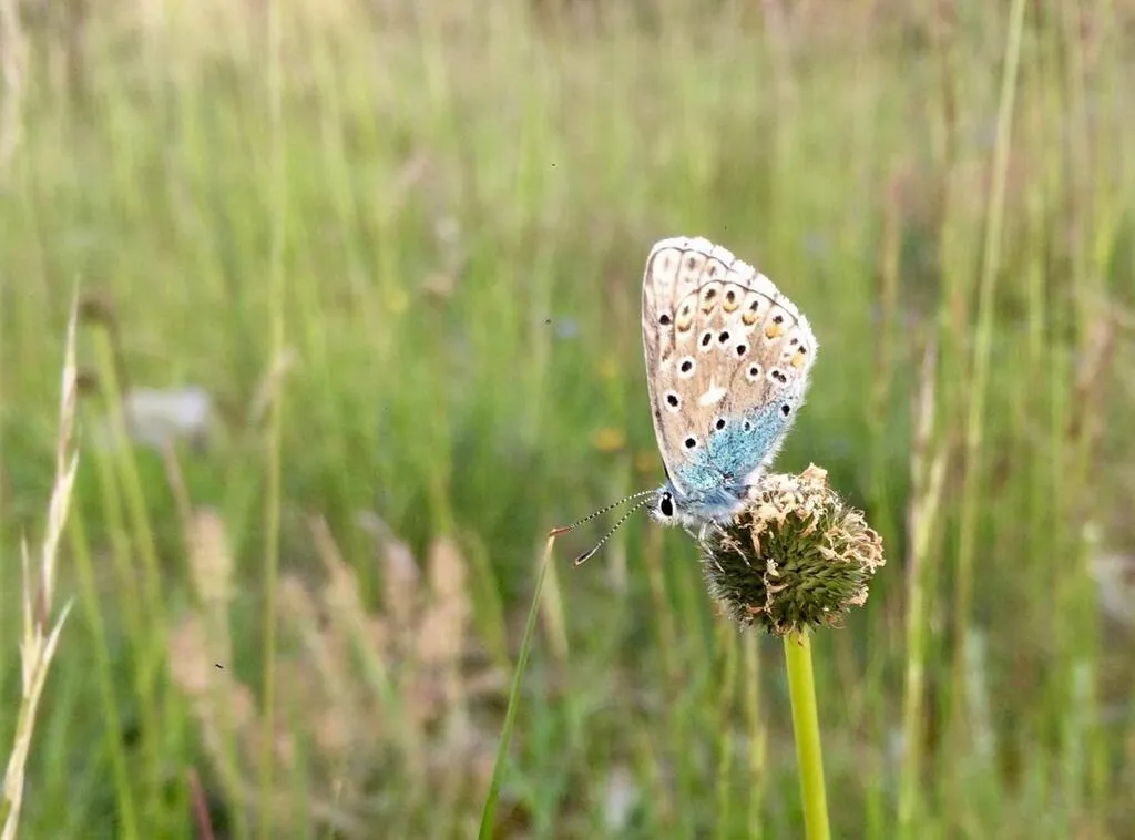 Au jardin, arrêtons de tondre au carré pour préserver la biodiversité ...