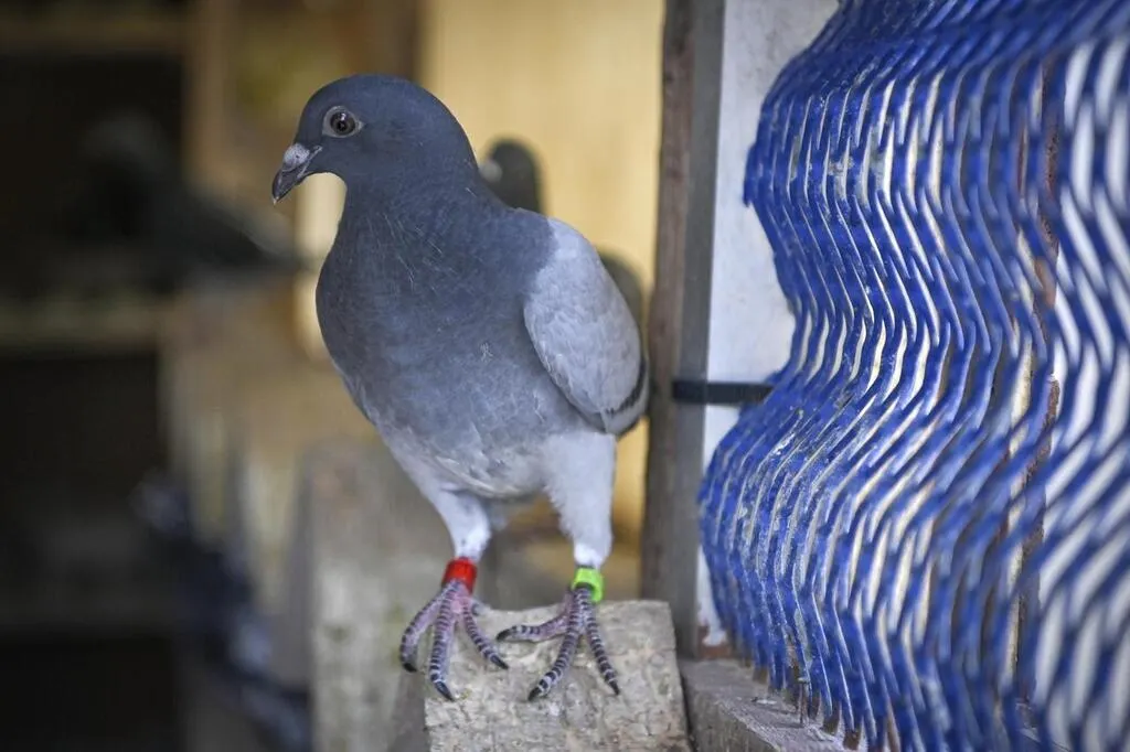 Comment les pigeons voyageurs font-ils pour retrouver leur nid ? - Angers.maville.com