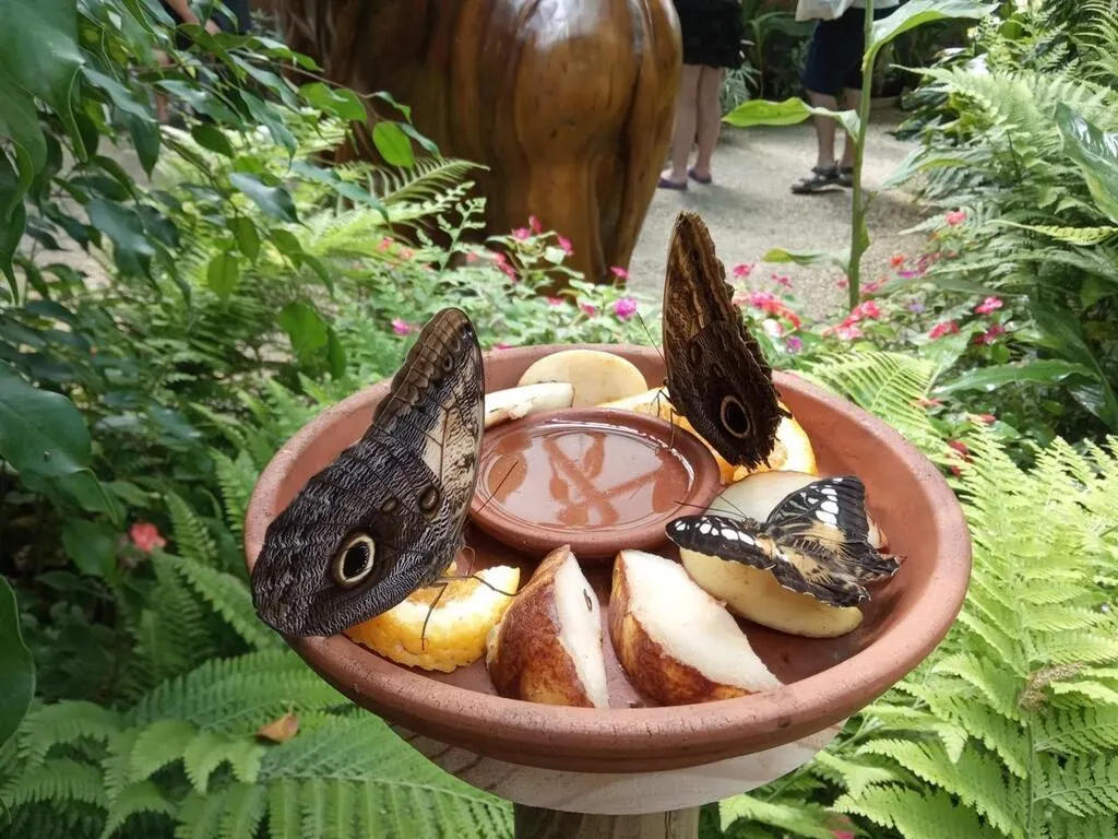 Vendée. Un voyage au milieu des plus beaux papillons du monde à ...