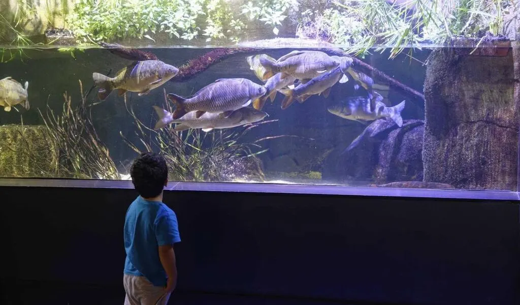 À cause du feu d’artifice, les 13 000 poissons de l’Aquarium de Paris ...