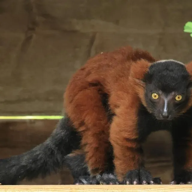 EN IMAGES. Carnet rose au Bioparc de Doué-la-Fontaine, un joli petit ...