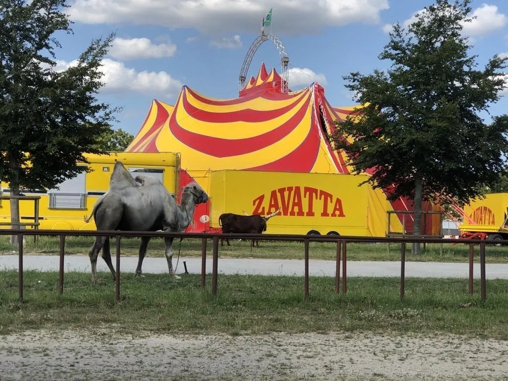 Le cirque Zavatta s’installe pour quatre jours à Argentan - Alençon ...