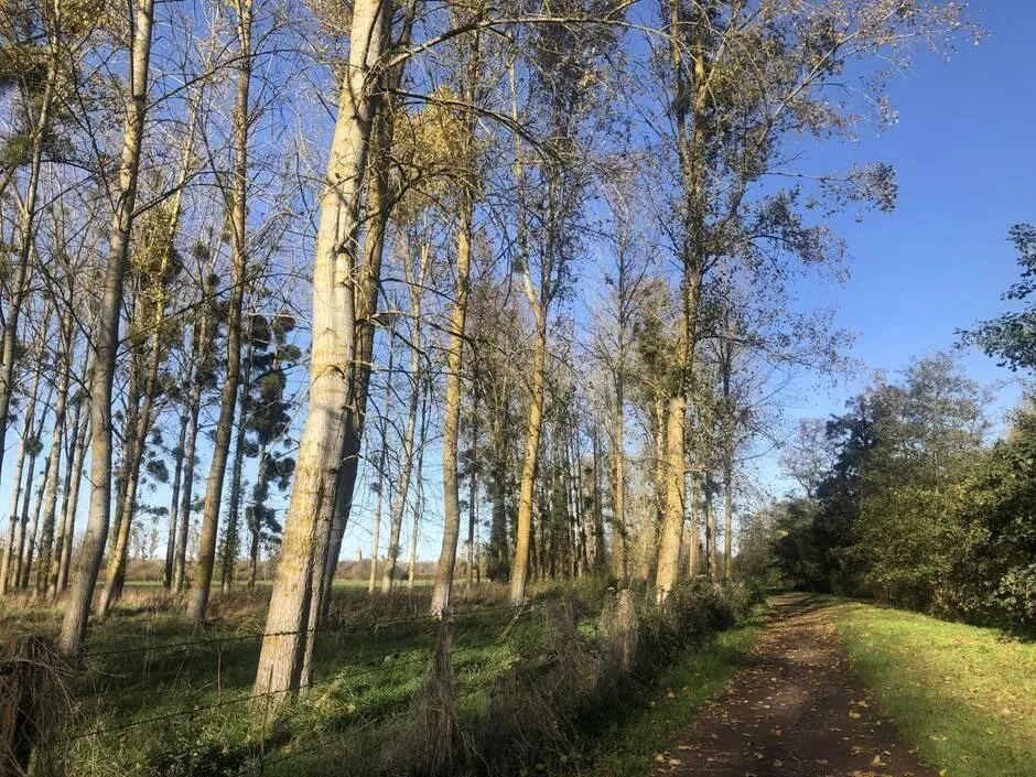 Pour restaurer la vallée des 2 O, 600 peupliers vont être abattus cet ...