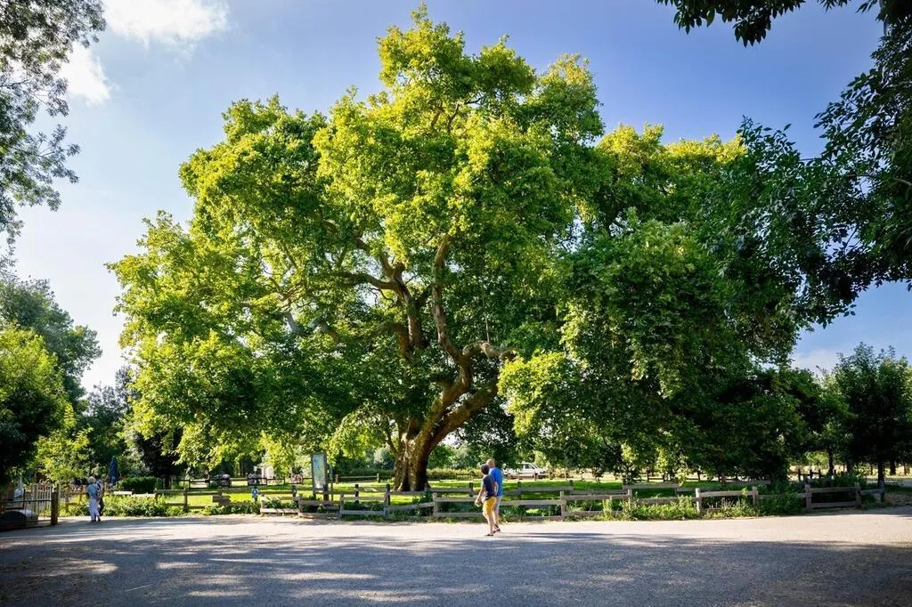 Le remarquable platane de l’île Saint-Aubin . Sport - Angers.maville.com