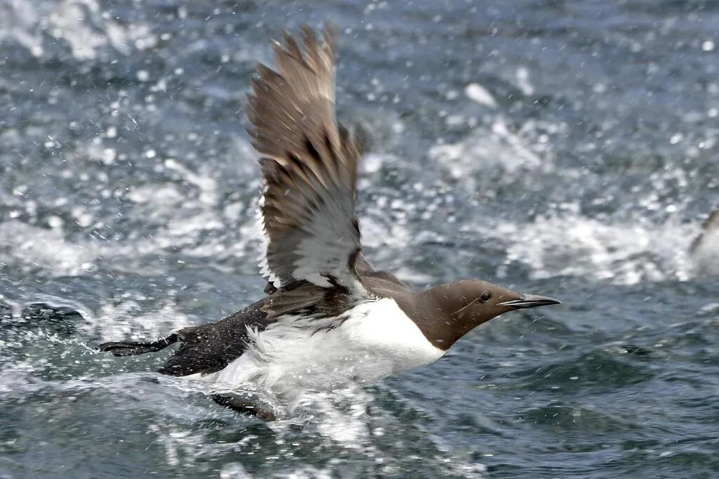 ENTRETIEN. Aux caps d’Erquy et de Fréhel, des espèces d’oiseaux ...