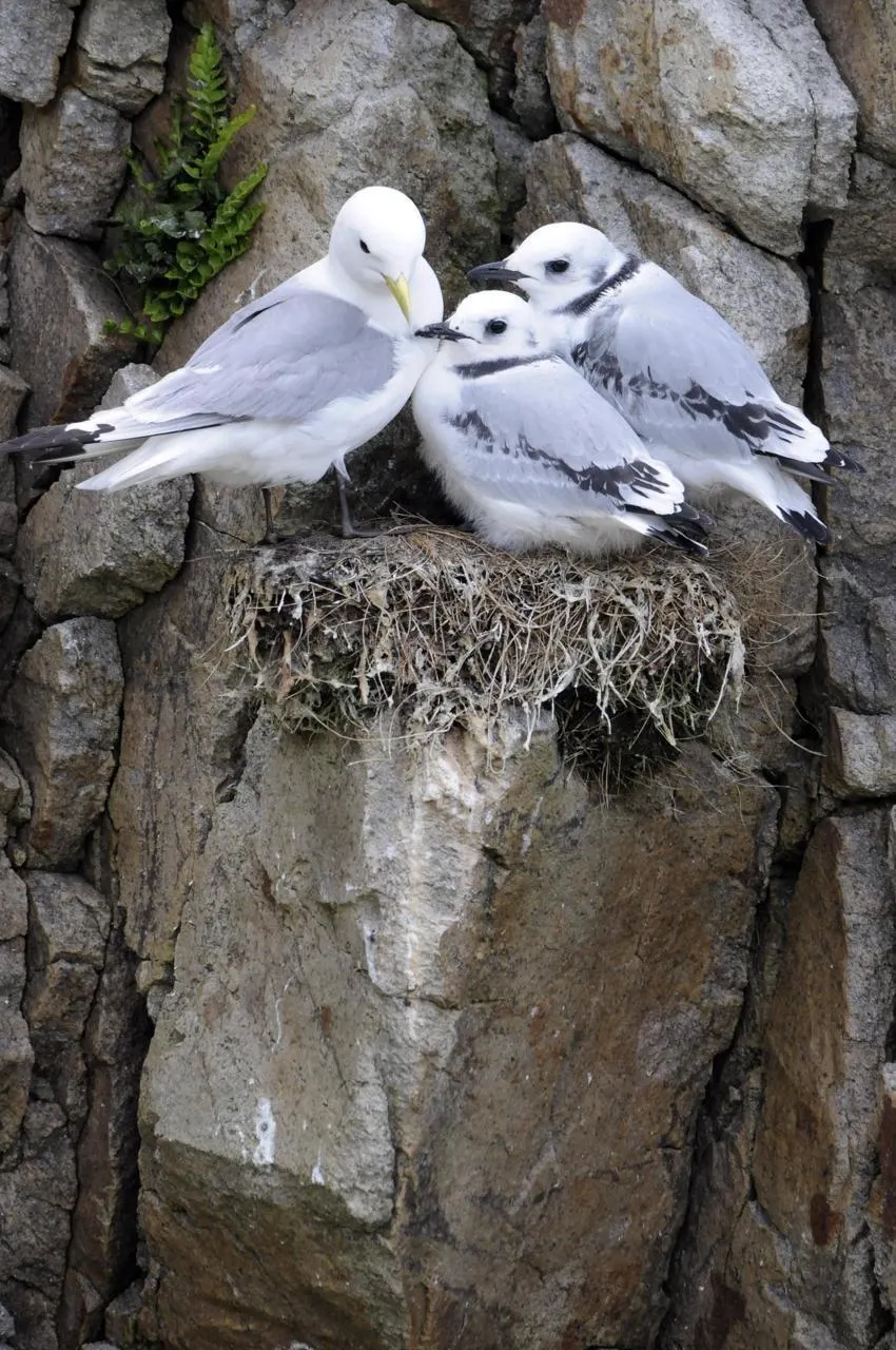 ENTRETIEN. Aux caps d’Erquy et de Fréhel, des espèces d’oiseaux ...