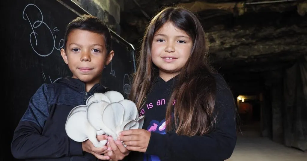 Orbec. Visite à la découverte des champignons - Caen.maville.com