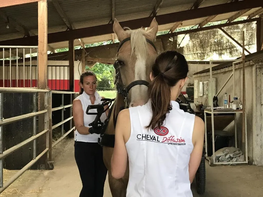 À Nozay, Julie Bouquiaux murmure à l’oreille des chevaux et les dresse avec tendresse - Saint ...