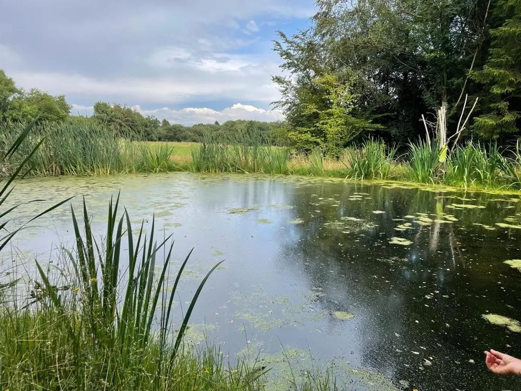 TEMOIGNAGE. Mort d’une jument : des eaux usées déversées dans le champ ...