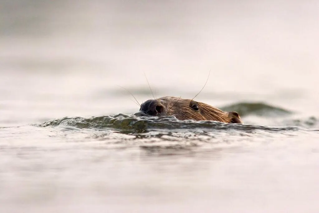 Castor, chauve-souris, frêne têtard… La faune et la flore de la Loire ...