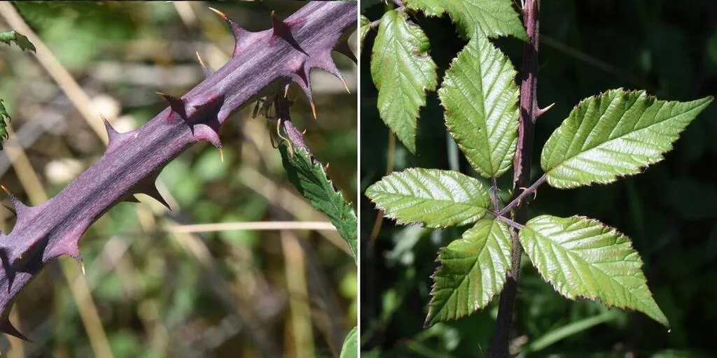 Pays d’Auray. Connaissez-vous vraiment… La ronce commune ? - Lorient ...
