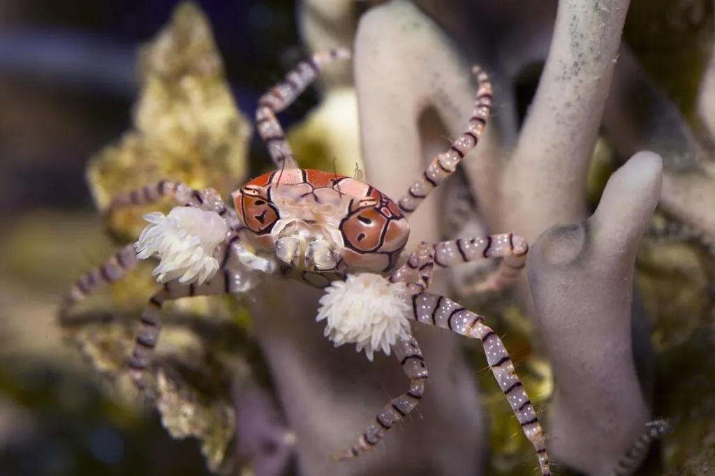 Crabe boxeur, poisson mime, crevette sexy… À Brest, sept espèces ...