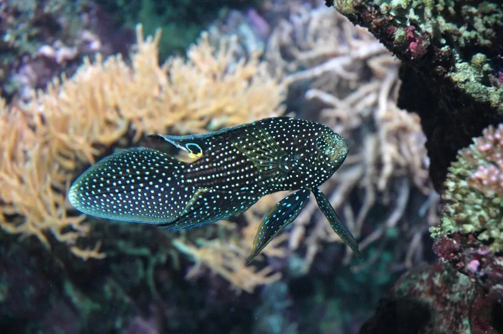 Crabe boxeur, poisson mime, crevette sexy… À Brest, sept espèces ...