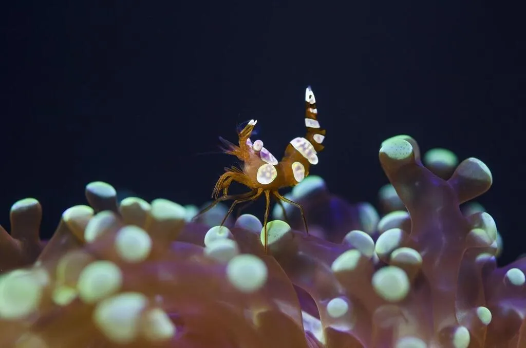 Crabe boxeur, poisson mime, crevette sexy… À Brest, sept espèces ...