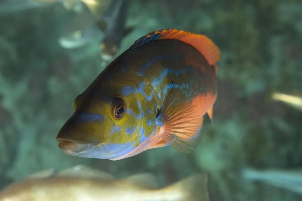 Crabe boxeur, poisson mime, crevette sexy… À Brest, sept espèces ...
