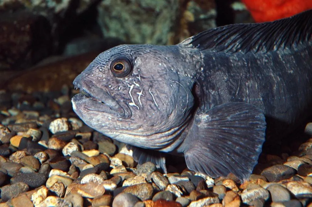 Crabe boxeur, poisson mime, crevette sexy… À Brest, sept espèces ...