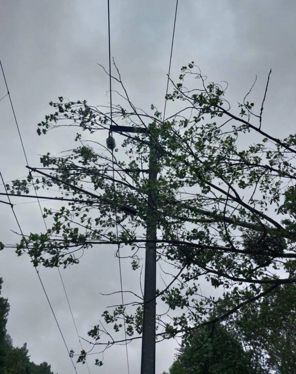 Le trafic ferroviaire reprend entre Redon et Rennes après la chute d’un arbre - Rennes.maville.com