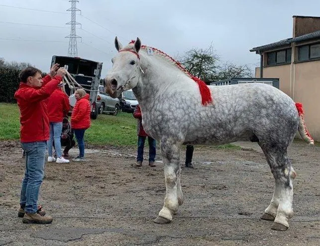Le Grand-Lucé. Des percherons mâles au haras de Brassé - Le Mans ...