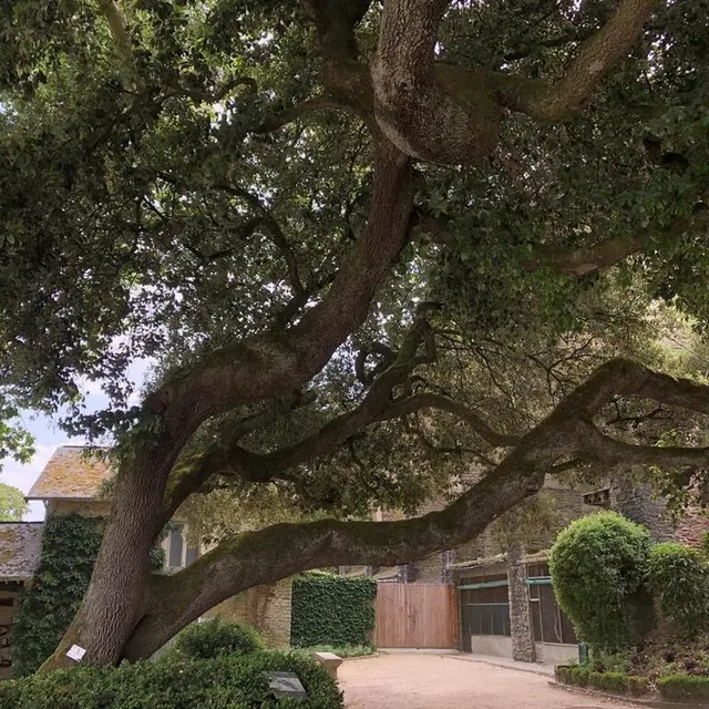 Arbres remarquables de Laval : le chêne vert au jardin de la Perrine ...