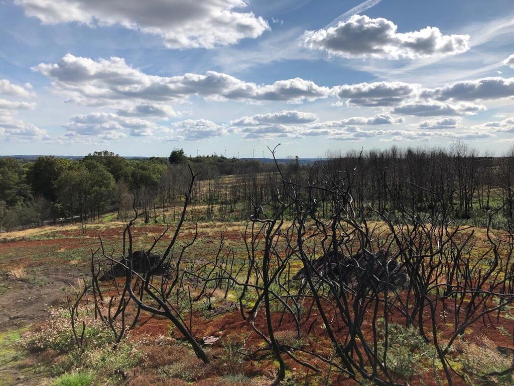 TÉmoignages Un An Après Lincendie En Forêt De Brocéliande La