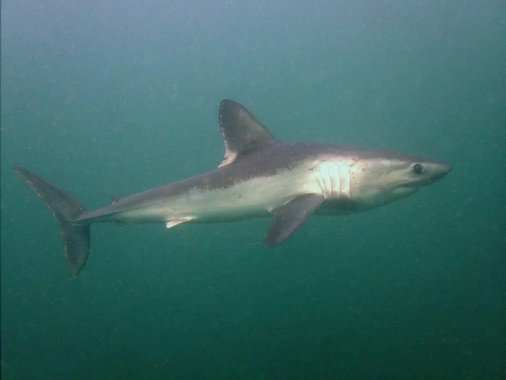 Des restaurateurs posent avec un requin mort menacé d’extinction, Sea ...