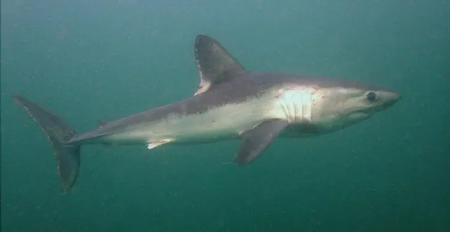 Des restaurateurs posent avec un requin mort menacé d’extinction, Sea ...