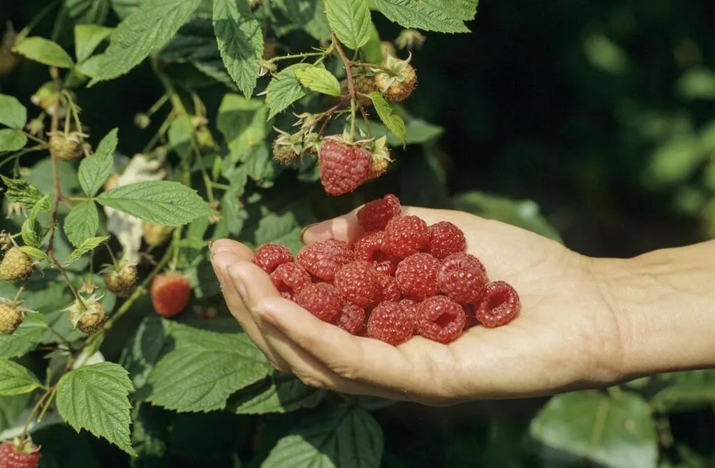 Les framboises, fruits rouges de l’été : quelle variété choisir pour en ...