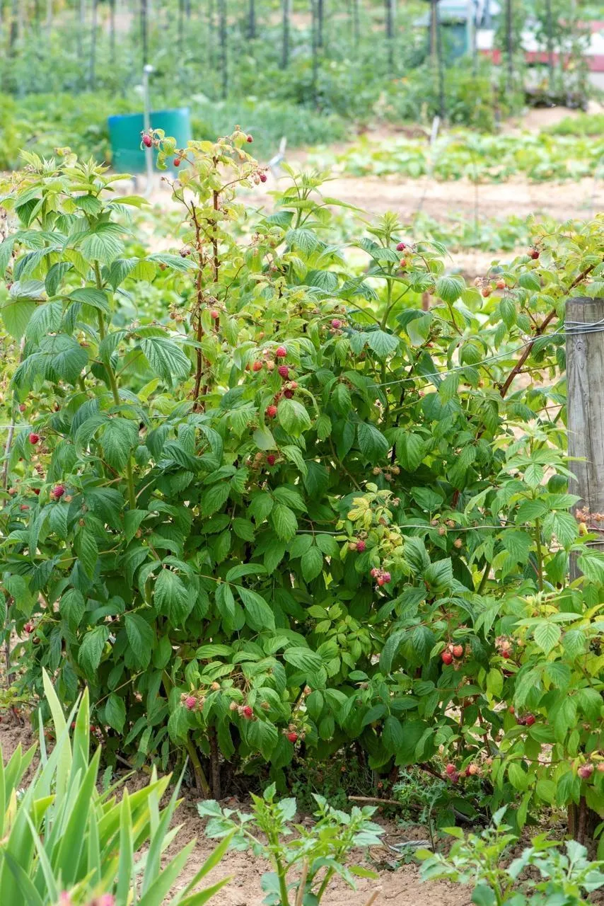 Les framboises, fruits rouges de l’été : quelle variété choisir pour en ...