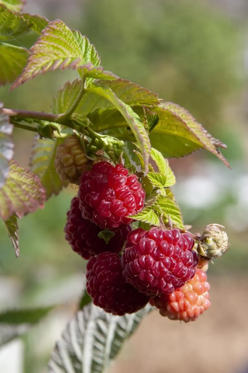 Les framboises, fruits rouges de l’été : quelle variété choisir pour en ...