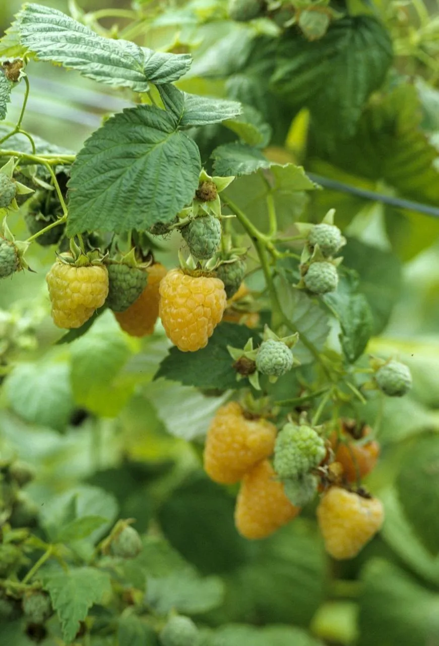 Les framboises, fruits rouges de l’été : quelle variété choisir pour en ...