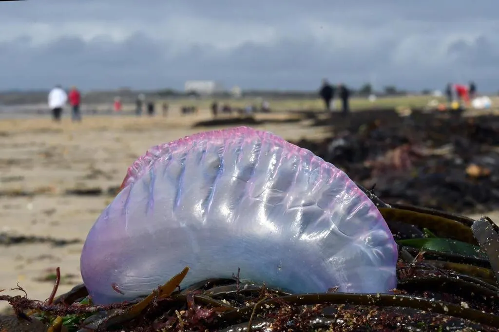 Interdite en raison de physalies, la baignade de nouveau autorisée à ...