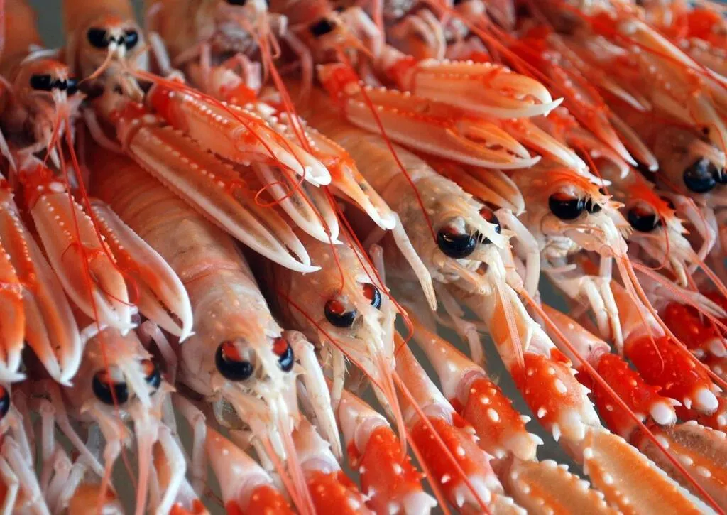 QUIZ. Êtes-vous incollable sur la langoustine ? . Sport - Brest.maville.com