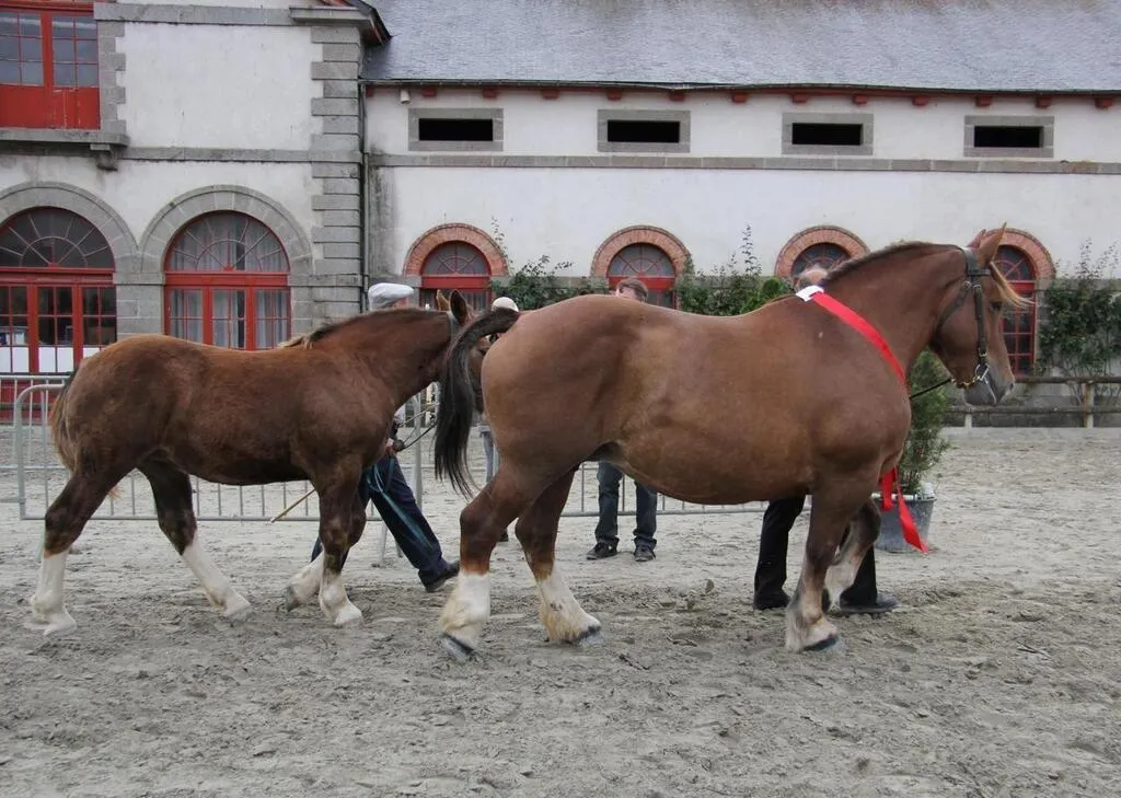 Le haras de Lamballe accueille le concours départemental du cheval ...