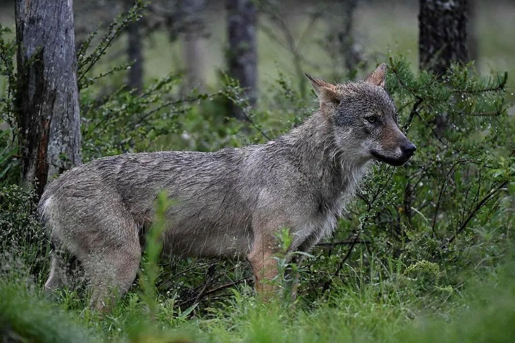 À lui tout seul, ce « vieux loup gris » a redonné des couleurs à toute ...