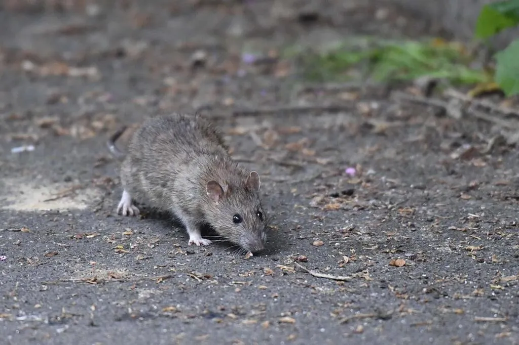 À New York, le succès des visites guidées qui proposent d’observer des ...