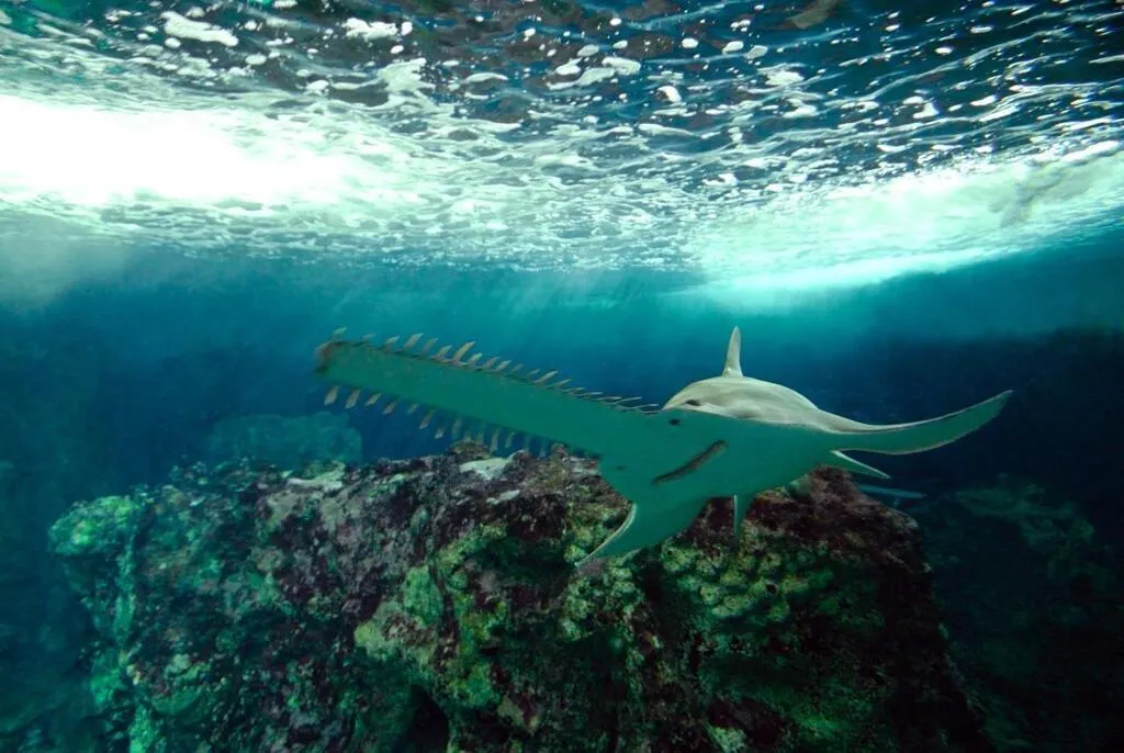 À Brest, pourquoi l’emblématique poisson-scie d’Océanopolis va-t-il ...