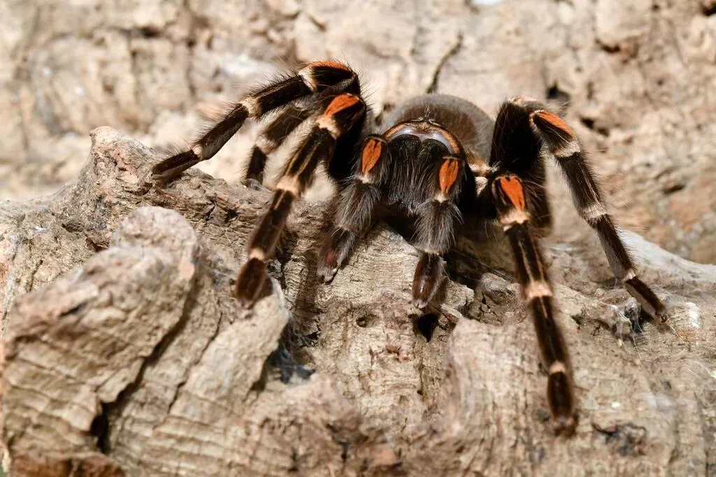 Une araignée fossilisée vieille d’au moins 11 millions d’années ...
