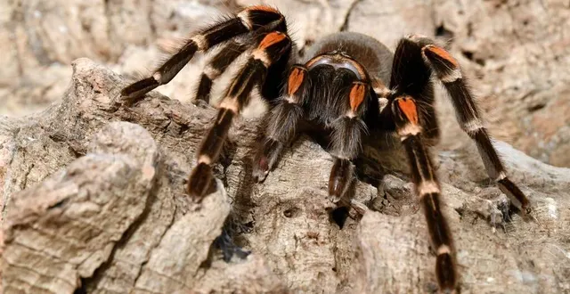 Une araignée fossilisée vieille d’au moins 11 millions d’années ...